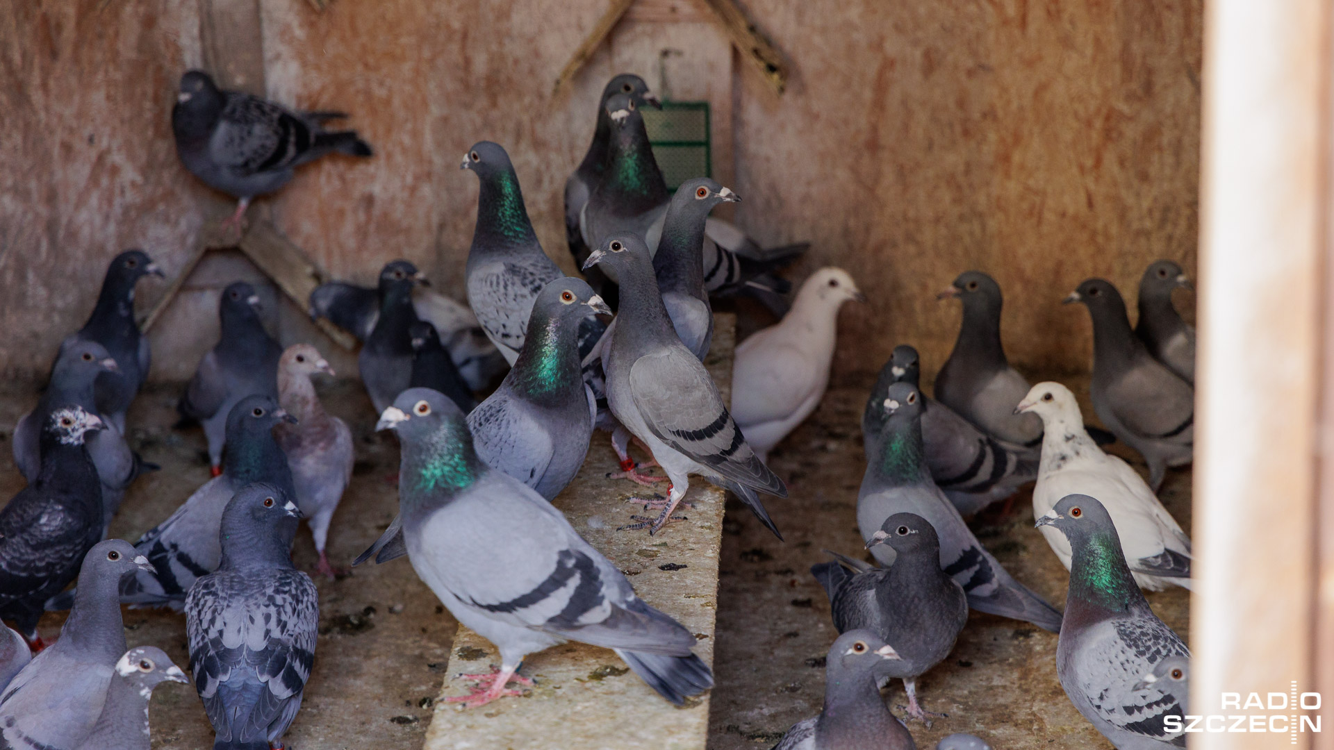 Gołębie się wykluwają. Mają swoje tajemnice [WIDEO, ZDJĘCIA] - Region ...